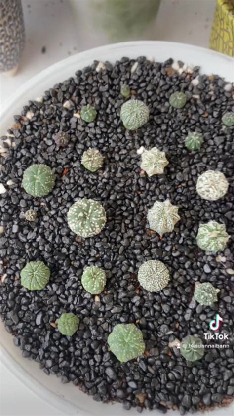 🌵 วั น ห ยุ ด กั บ น้ อ ง แ อ ส โ ต ร 💚 แคคตัสสวนในบ้าน🌵 ความสุขที่หาได้จากสวนในบ้าน😘 Bk