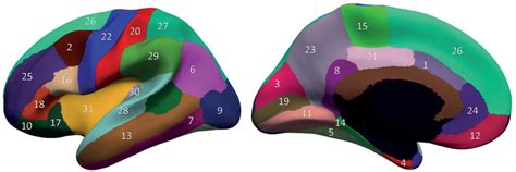 Cortical Segmentation Based On The Dkt Atlas Each Of The 31 Anatomical