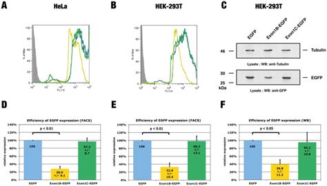 Hela And Hek 293t Cells Were Transiently Cotransfected With Expression