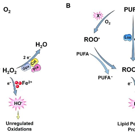 Generation Of Ros And Lipid Peroxidation Products A The Majority Of