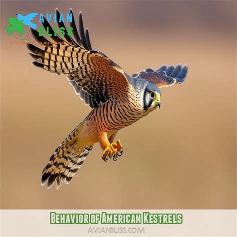 American Kestrel All You Need To Know About This Unique Bird Of Prey