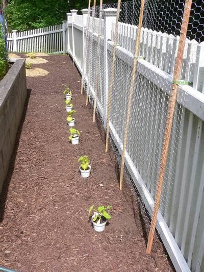 Chicken Wire Mesh Used In Garden As Fence Raised Bed Trellis