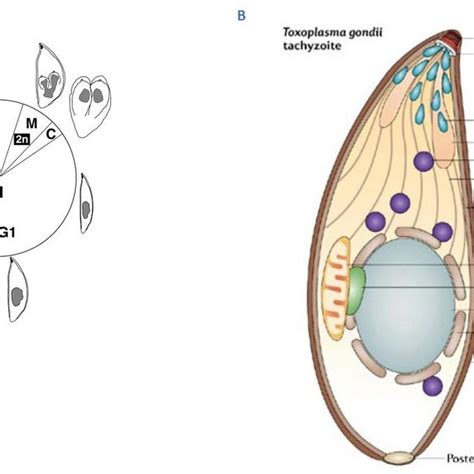T Gondii Cell Illustration And Cell Cycle Endodyogeny A T Gondii