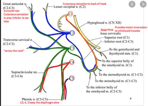 Cervical Plexus