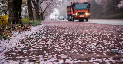 집 밖의 거리 장면 경치 경치가 좋은 계절 고속도로 고요한 공공 도로 공원 길 꽃 꽃 축제 꽃길 꽃무늬 꽃이 만개한 꽃이 만발한 나무 꽃잎