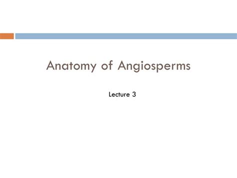 Anatomy Of Angiosperms Beginners Lec 3pptx