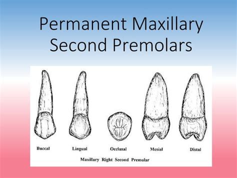 Premolars Pptx