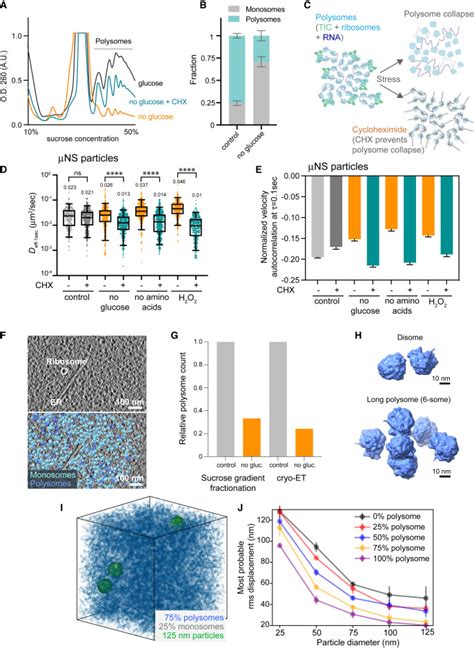 Polysome Collapse And Rna Condensation Fluidize The Cytoplasm Molecular Cell