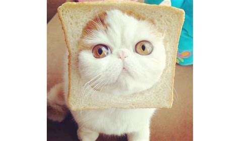 50 Meme A Base Di Gatti Wired