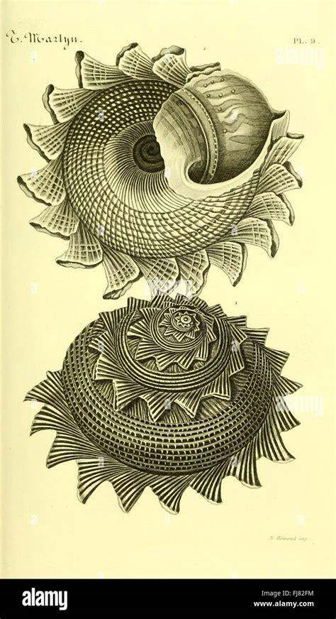 A Catalog Of Mollusks And Shells Documenting Species And Varieties Through Detailed