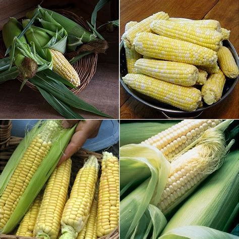 14 Corn Varieties Early Mid Late Varieties Non Gmo