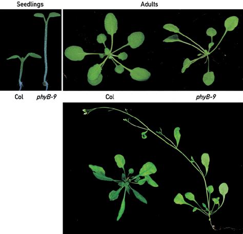 Phenotypes Of Colum Bia Wild Type And Phyb Mutants Download