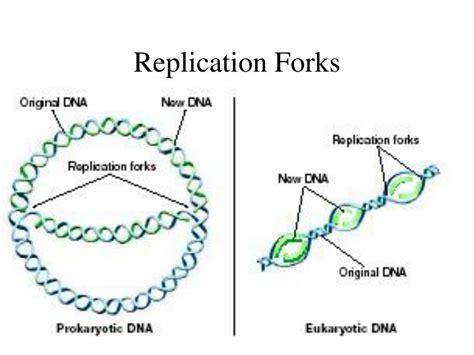 Ppt Dna The Genetic Material Powerpoint Presentation Free Download