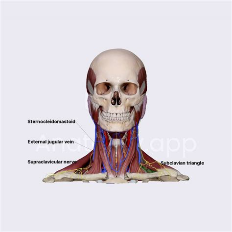 Content Of The Posterior Triangle Anatomyapp