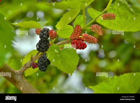 Mulberry Tree Fruit