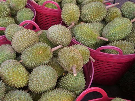 Durian Season