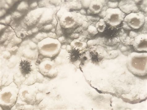 Taeniolella Caespitosa · Inaturalist