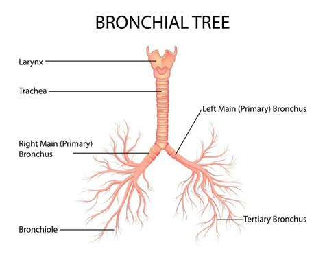 Download Illustration Of Healthcare And Medical Education Drawing Chart
