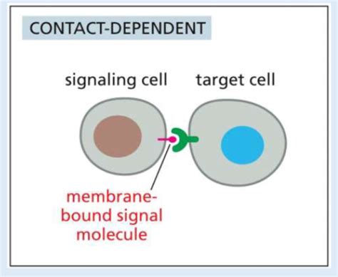 Cell Bio Exam 5 Flashcards Quizlet
