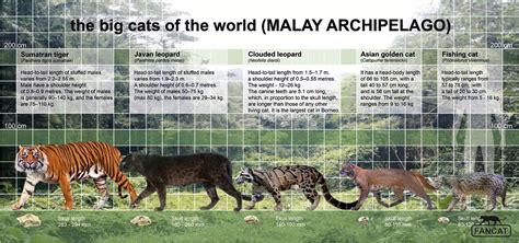 The Largests Cats Of The Malay Archipelago Extinct Wild Cats List