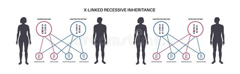 X Linked Inheritance Stock Illustrations 42 X Linked Inheritance