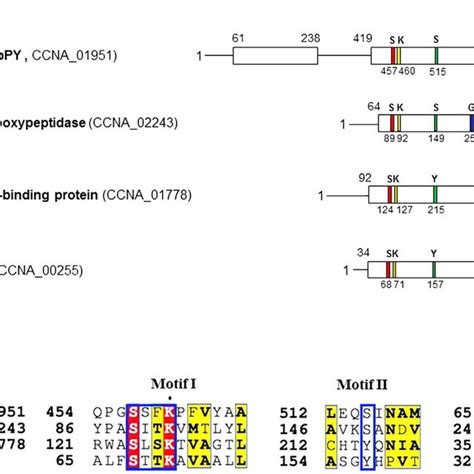 Overall Structural Organization And Multiple Sequence Alignment Of