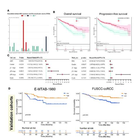 ddc expression correlated with immune microenvironment regulation in