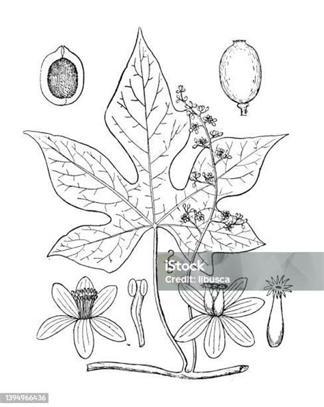Ilustración De Ilustración De Plantas Botánicas Antiguas Calycocarpum