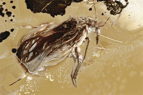 Detailed Fossil Assassin Bug Reduviidae In Baltic Amber Rare