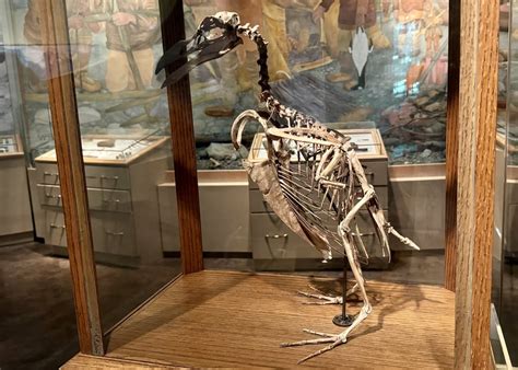 On Fogo Island Artists Celebrate The Extinct Great Auk — Modern Traveller