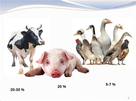 Кормовые качества зерна озимой ржи и приемы их повышения презентация онлайн
