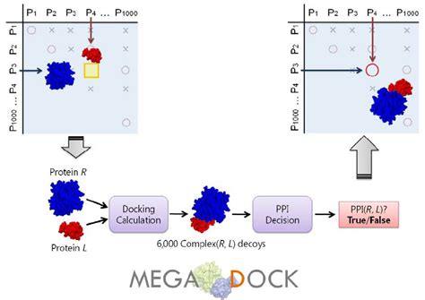 Scheme For All To All Protein Protein Interaction Predictions Using A Download Scientific