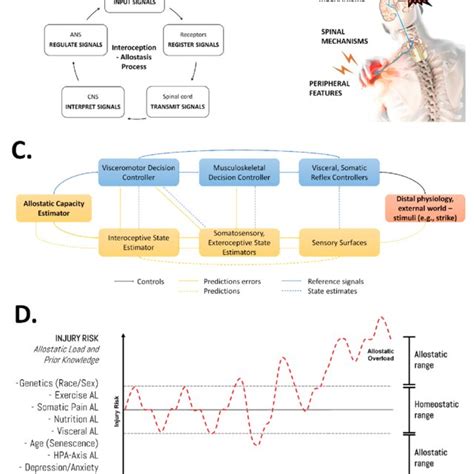 An Integrative View Of The Multifactorial Nature Of Injury Risk A