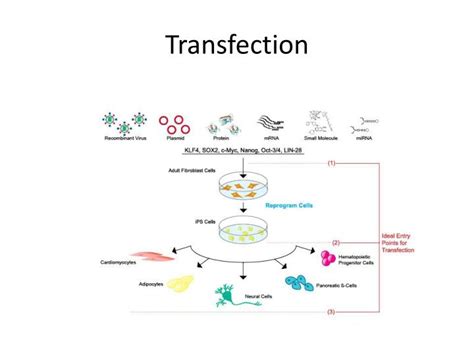 Ppt Basics Of Stem Cell Culture Powerpoint Presentation Id1558841