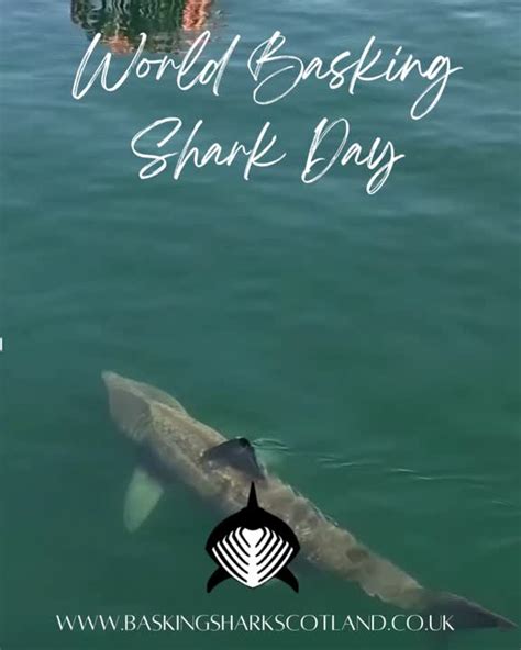 Basking Shark Scotland On Linkedin Its Fin Ally Here Happy World
