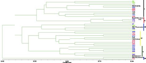 unweighted pair group method with arithmetic average dendrogram of 33