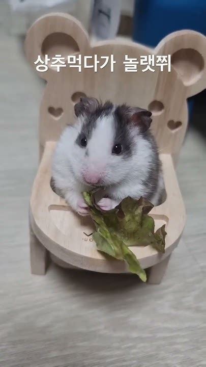 햄스터 햄스터먹방 Youtube