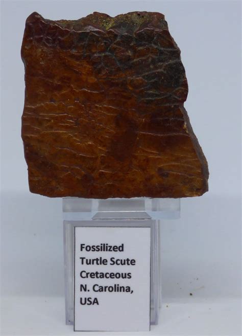 Buy Unique Fossils Collection Online Katesfossilsandcrystals