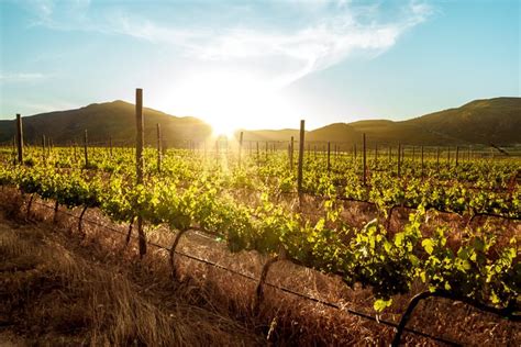 Valle De Guadalupe A Complete Guide To Mexicos Wine Country