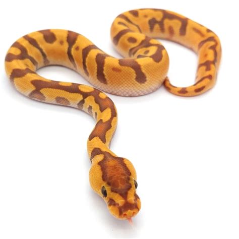 💥rtb enchi ultramel crypton het pied visual with triple hets ball