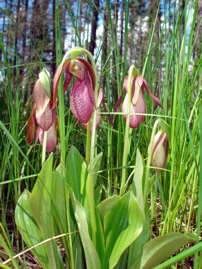 Freshwater Plants ~ The Fancy Flora