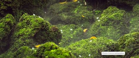 Discovery Of A Nitrogen Fixing Organelle In Marine Algae The