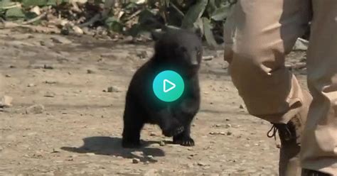 Deadly Bear Chases Man  On Imgur