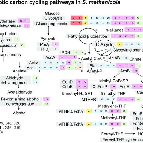 Overview Of Carbon Metabolism Pathways Identified In Mags Generated For Download Scientific