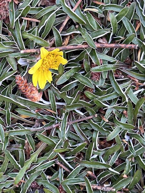 Dymondia Margaretae Introduced Usa Eflora Of India
