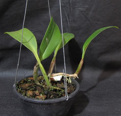 Bulbophyllum Aeolium
