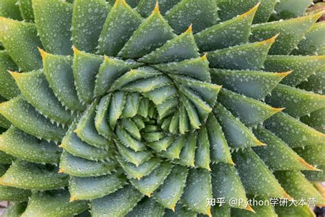 领略数学之美使用Python创建分形图案 知乎