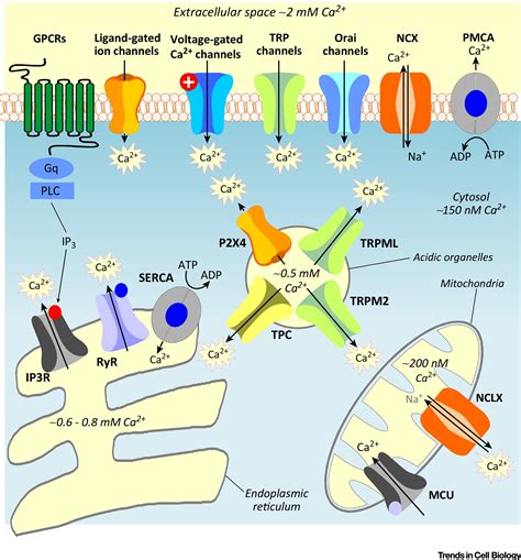 Probing The Complexities Of Astrocyte Calcium Signaling Trends In Cell Biology