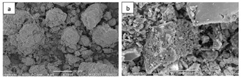 Samples Morphology Using SEM KV With Magnification A Natural Download Scientific