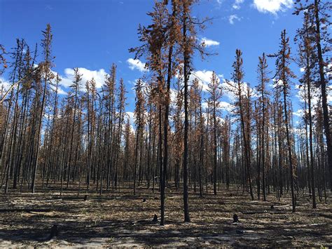 The 2014 Fires In Canadas Northwest Territories Burned More Than 7 Million Acres Of Boreal